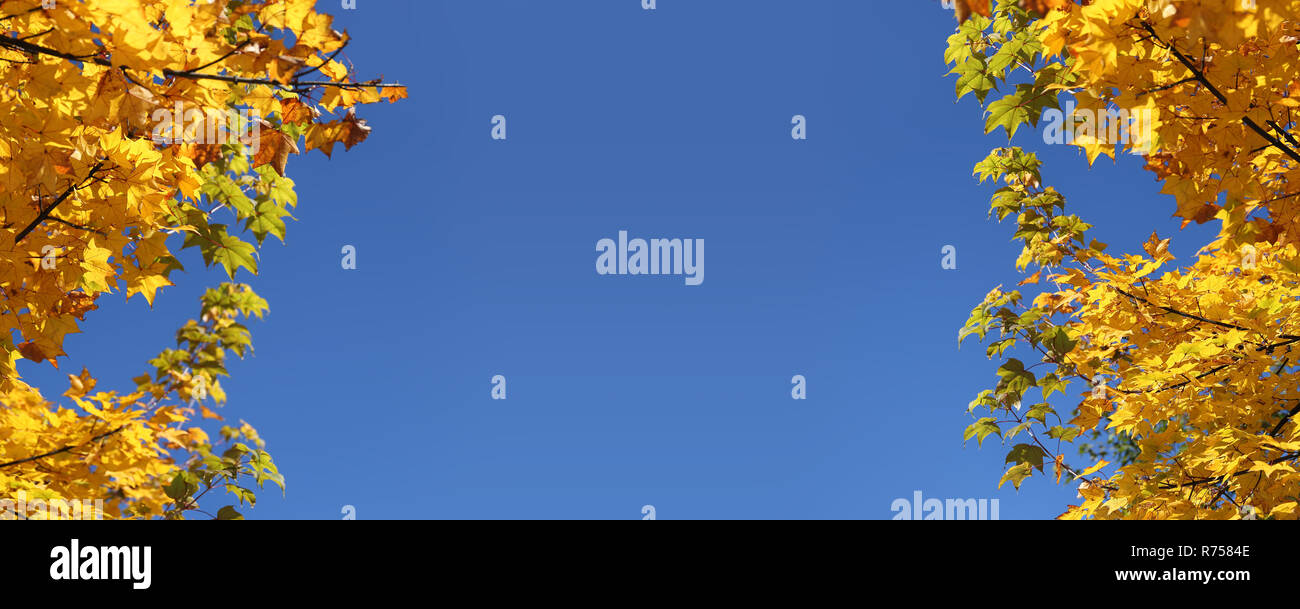 Chinese maple tree hi-res stock photography and images - Alamy