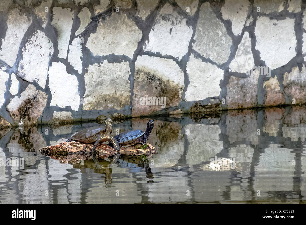 Cuban slider (Trachemys decussata), turtle native to Cuba - Peninsula ...