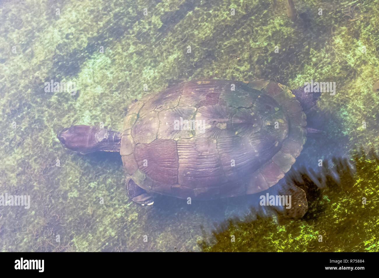 Cuban slider (Trachemys decussata), turtle native to Cuba swimming ...