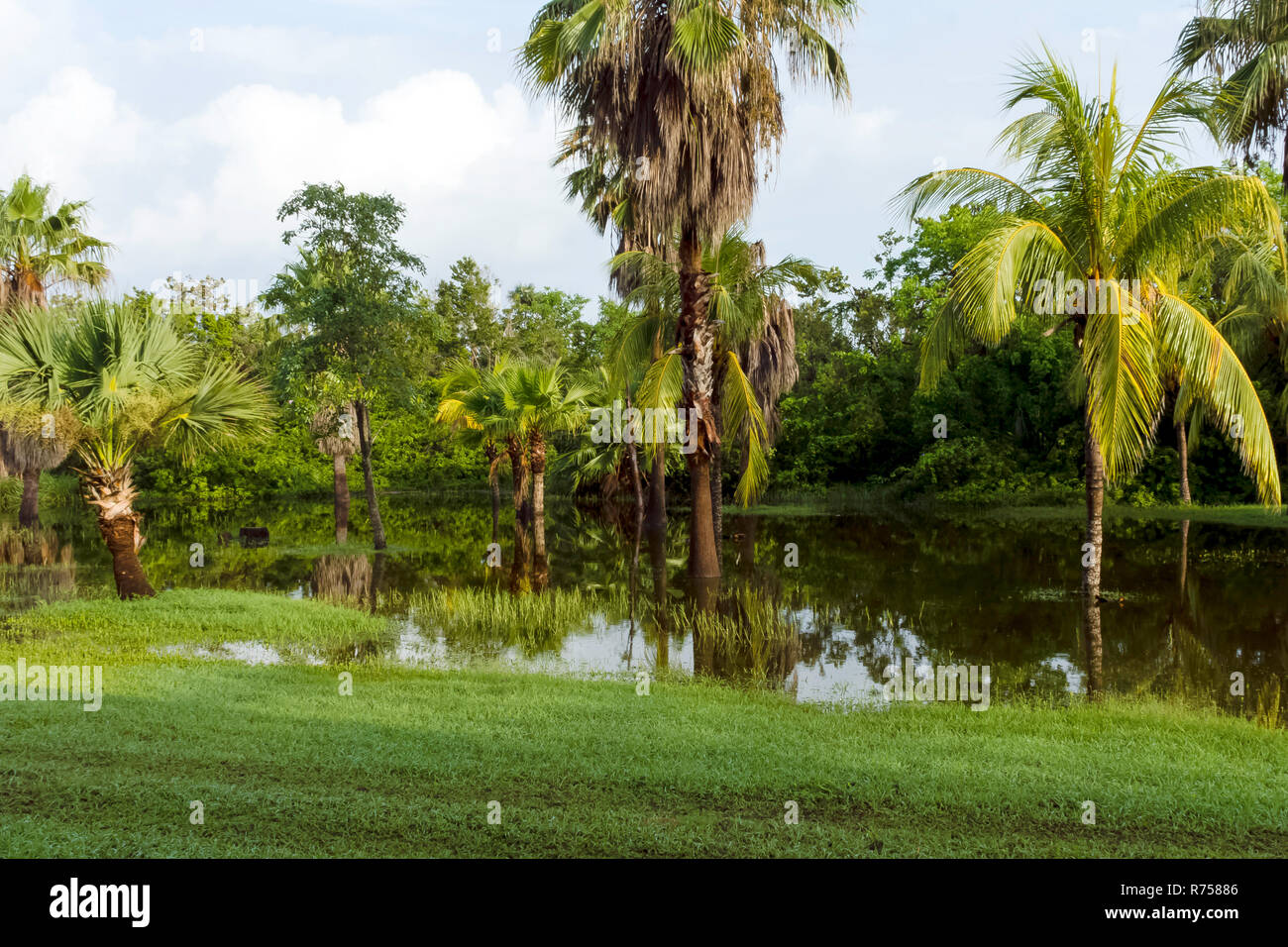 Cuban swamp - Peninsula de Zapata National Park / Zapata Swamp, Cuba ...