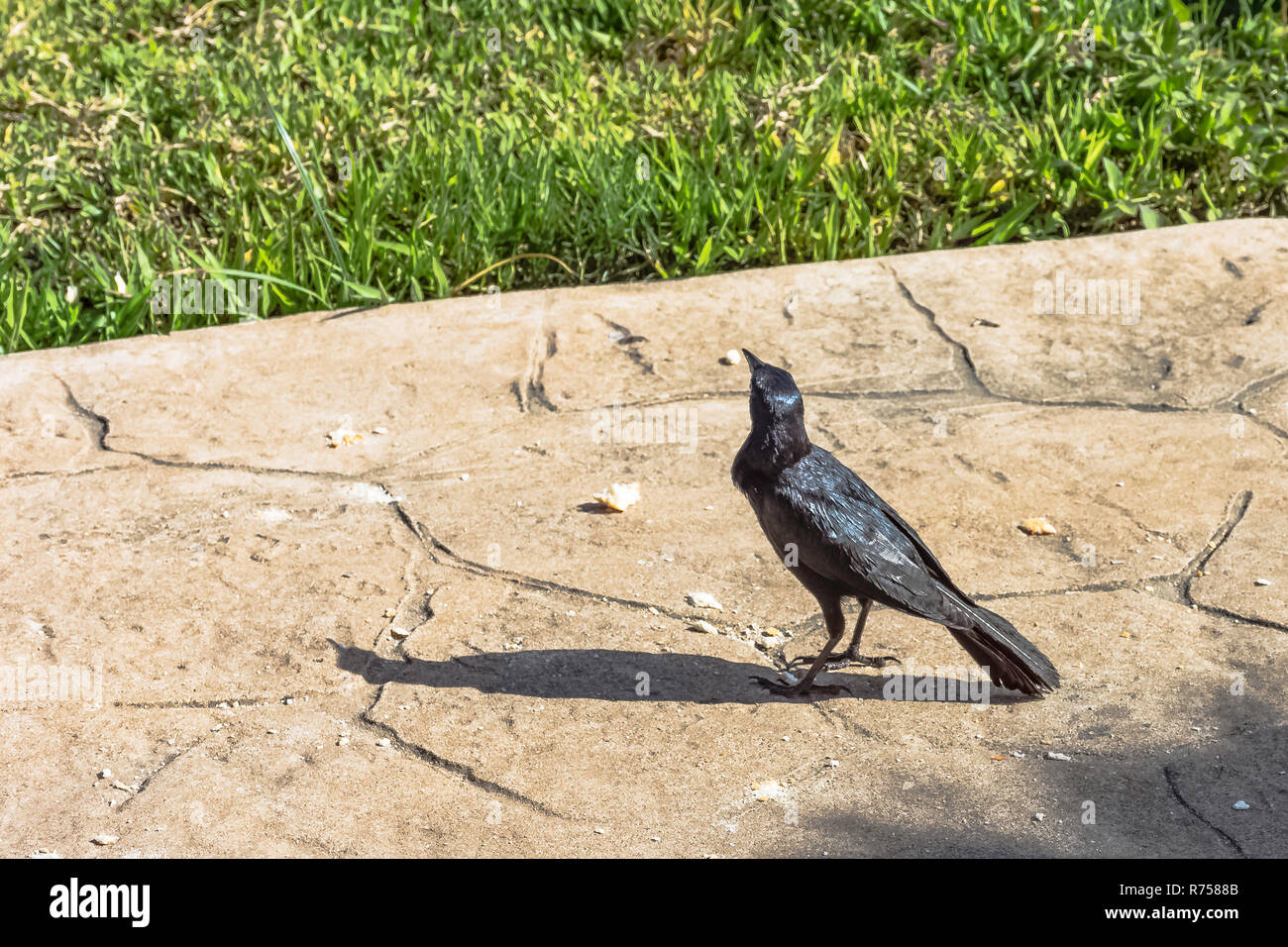 Greater grackle hi-res stock photography and images - Alamy