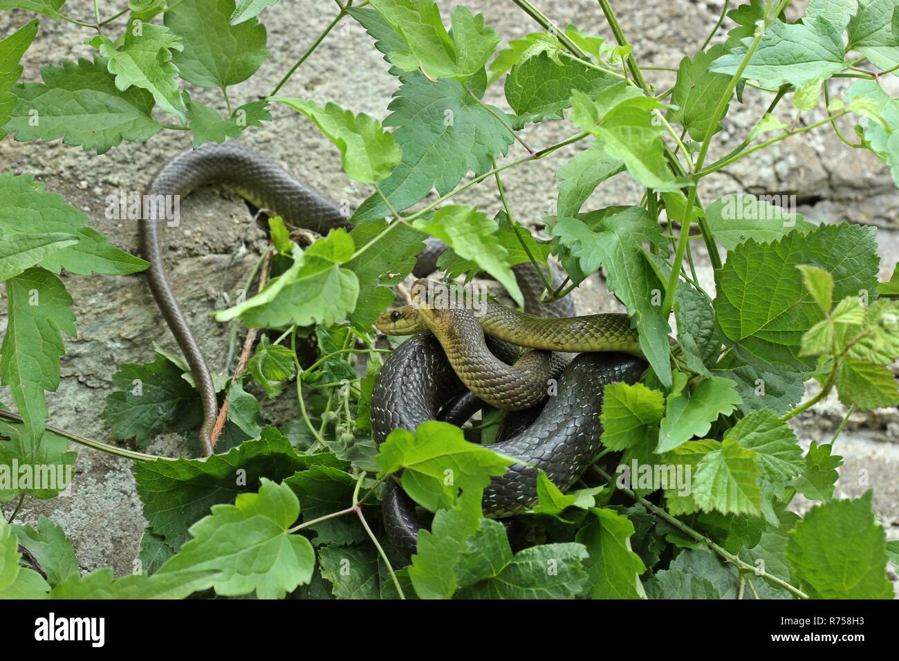 aesculapian snake (zamenis longissimus) at courtship on a drywall Stock ...