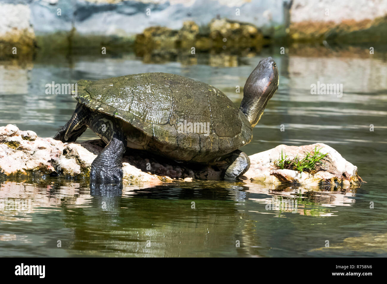 Cuban slider (Trachemys decussata), turtle native to Cuba - Peninsula ...