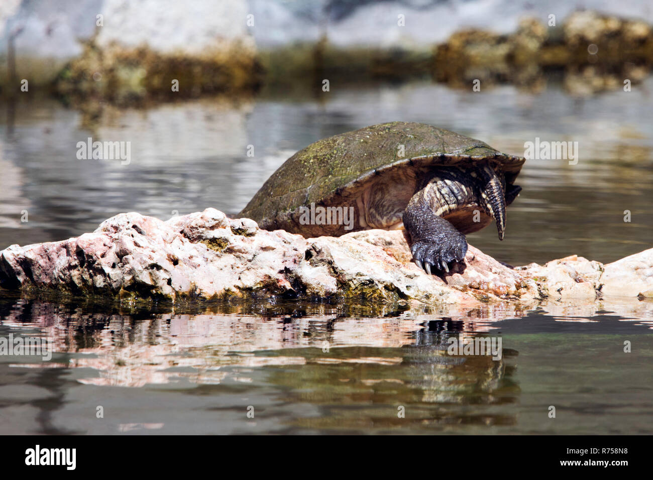 Cuban slider (Trachemys decussata), turtle native to Cuba - Peninsula ...