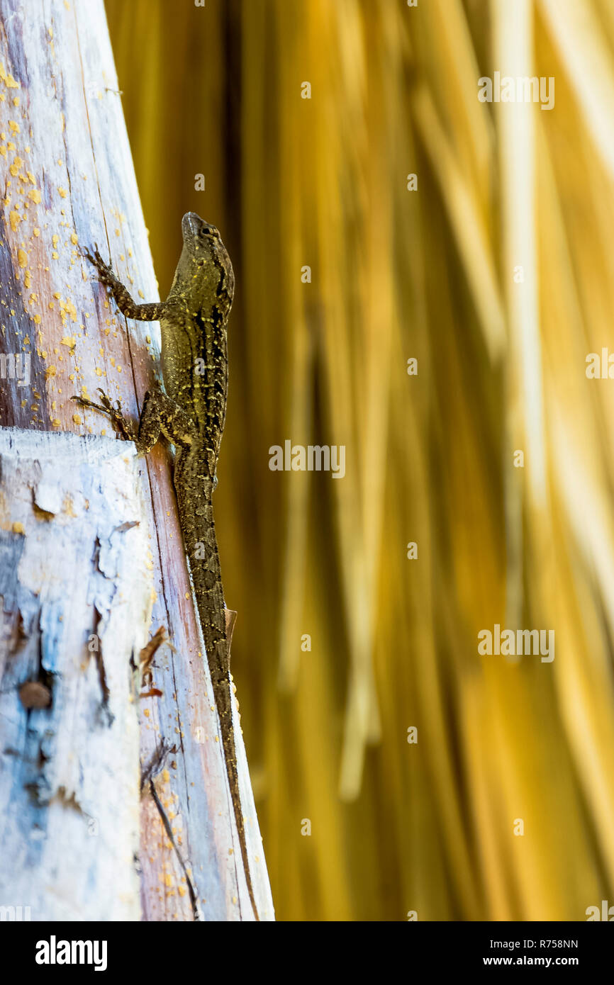 The brown anole (Anolis sagrei), also known as the Bahaman anole or De ...