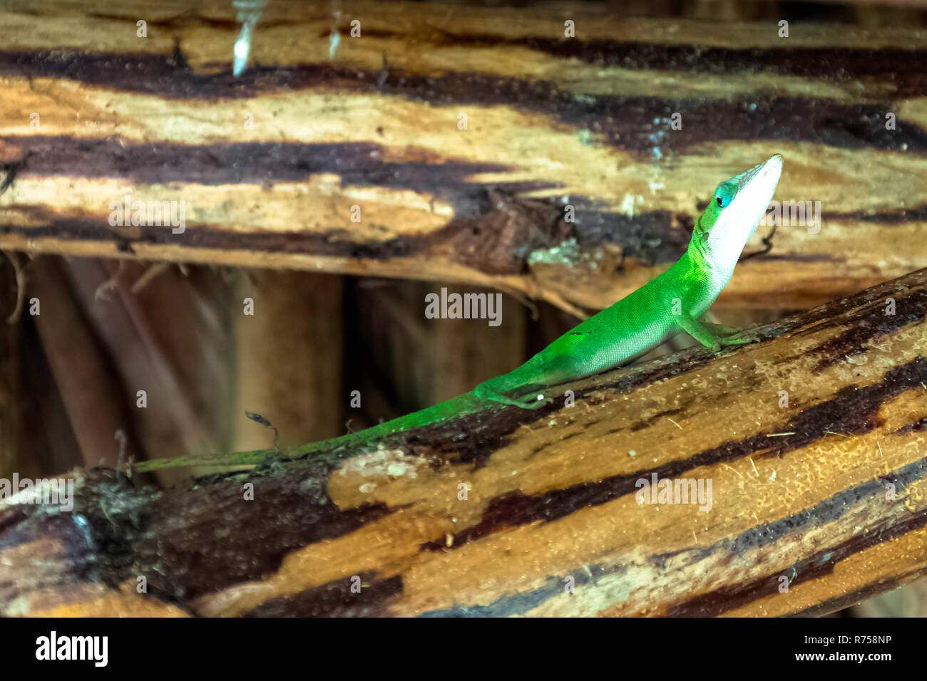 Cuban female lizard Allison's Anole (Anolis allisoni), also known as ...