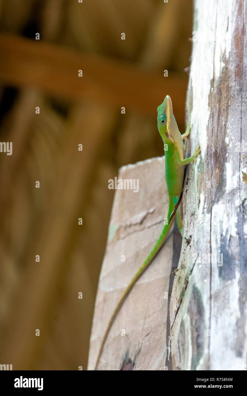 Cuban female lizard Allison's Anole (Anolis allisoni), also known as ...