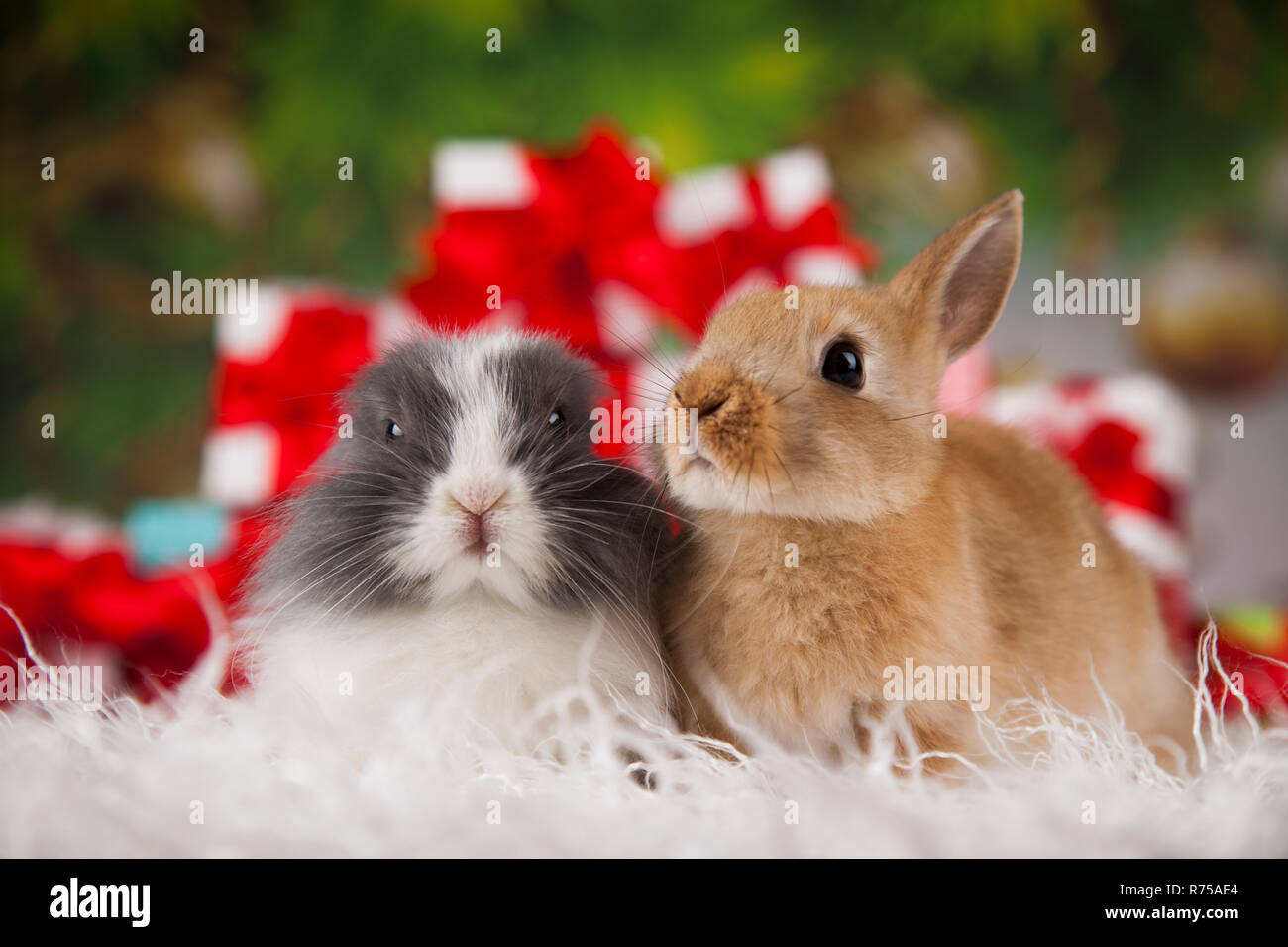 Christmas Rabbit Wallpaper