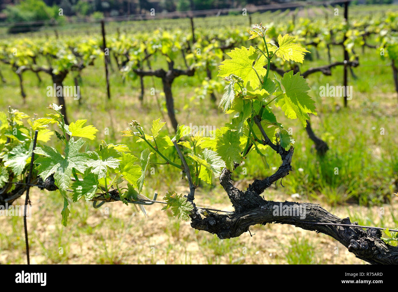 Provence nice vineyard hi-res stock photography and images - Alamy