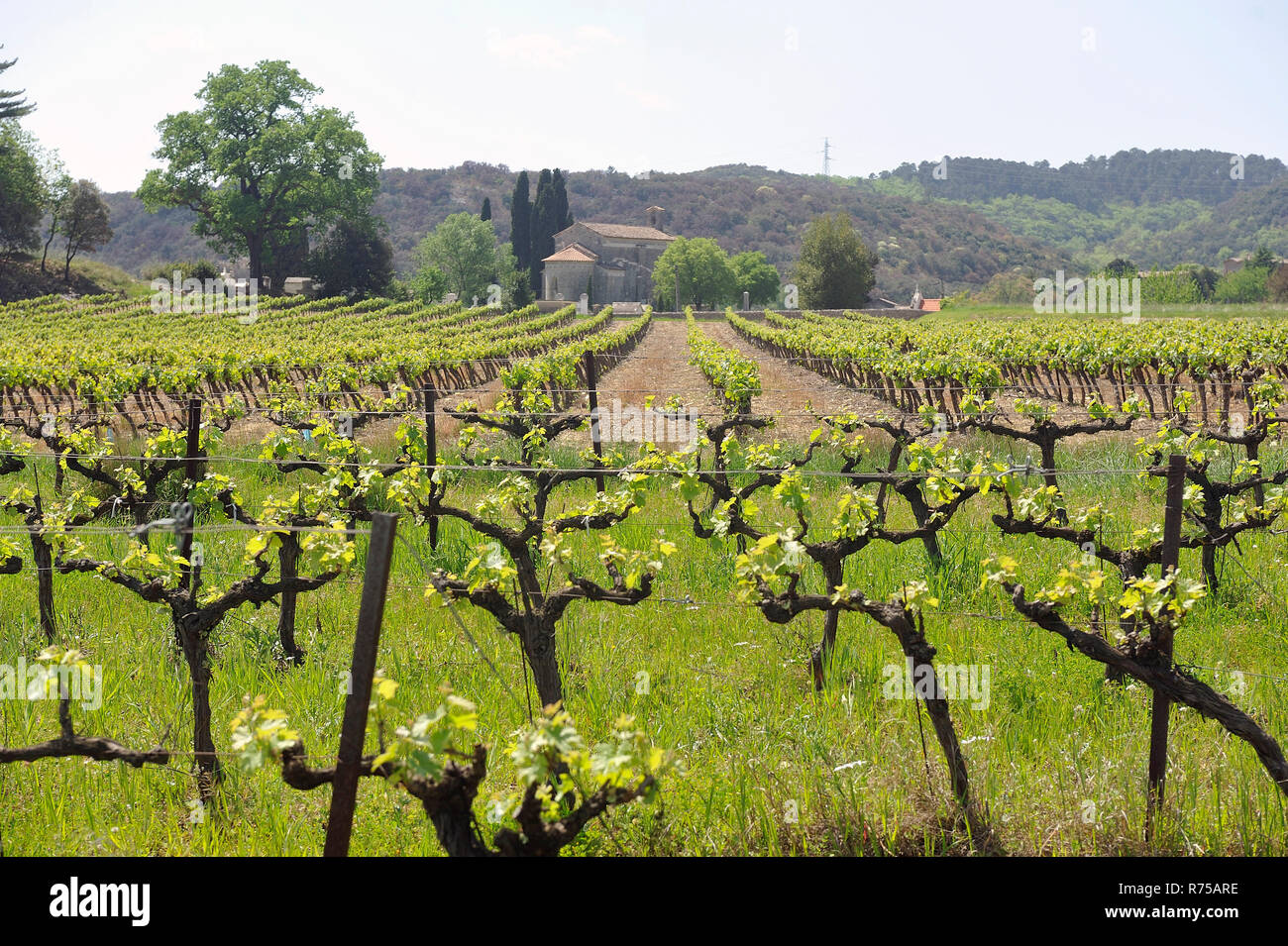 Provence nice vineyard hi-res stock photography and images - Alamy