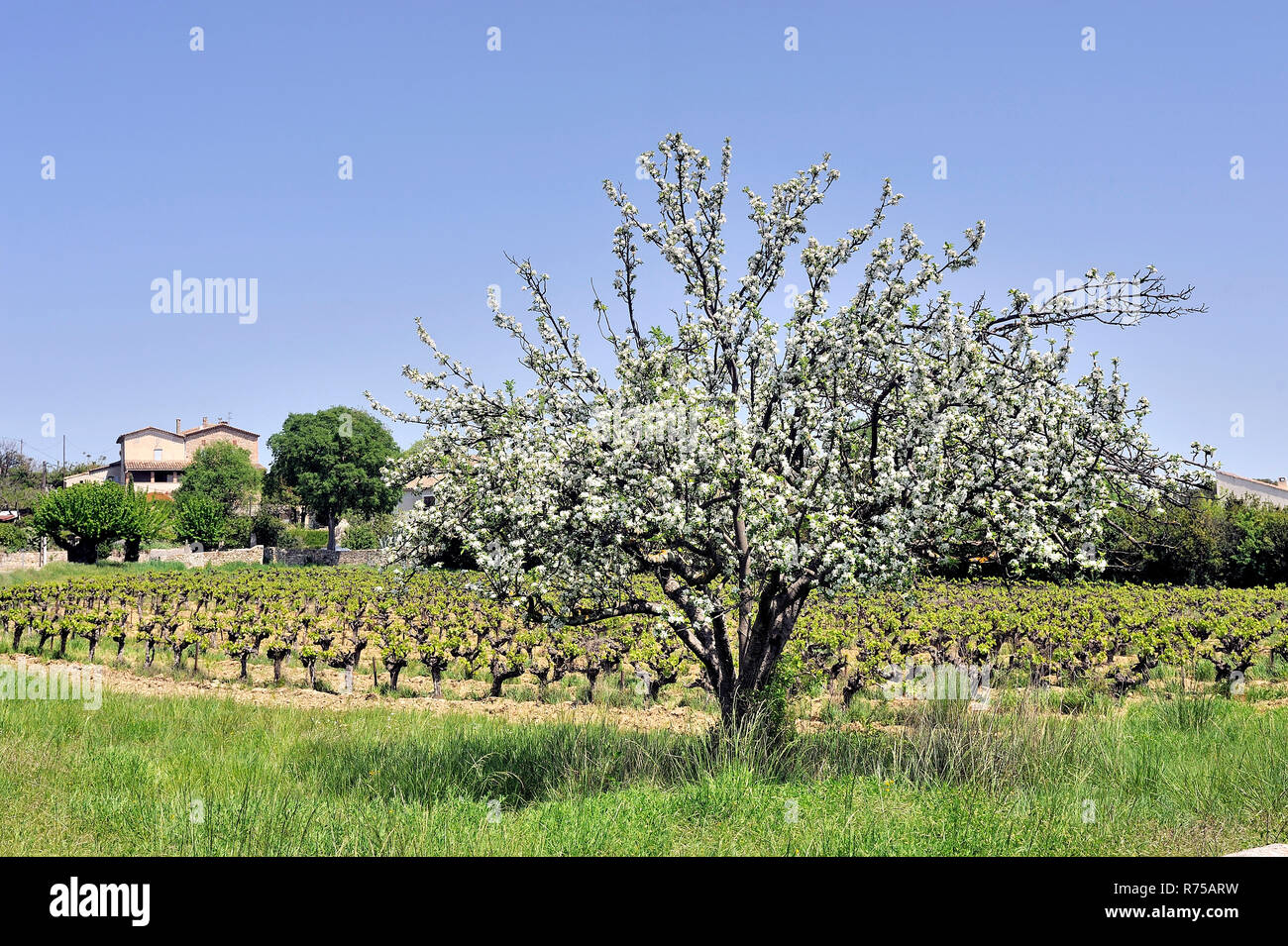 France fruit tree in bloom hi-res stock photography and images - Alamy