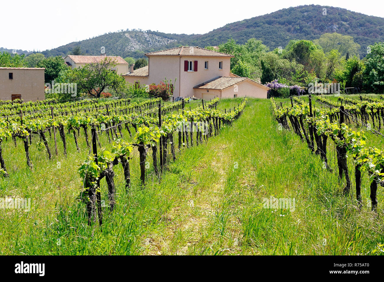 Provence nice vineyard hi-res stock photography and images - Alamy