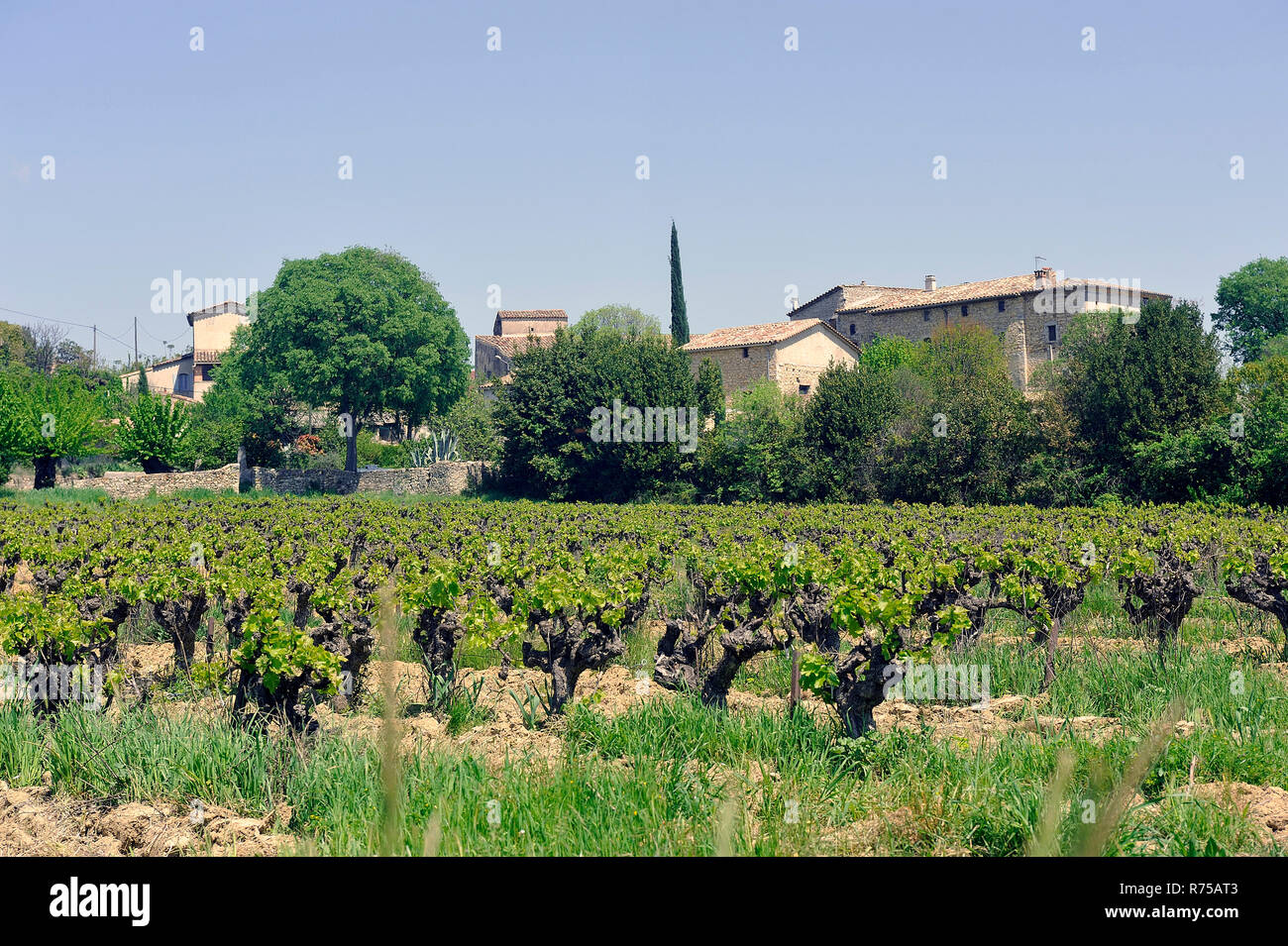 Provence nice vineyard hi-res stock photography and images - Alamy
