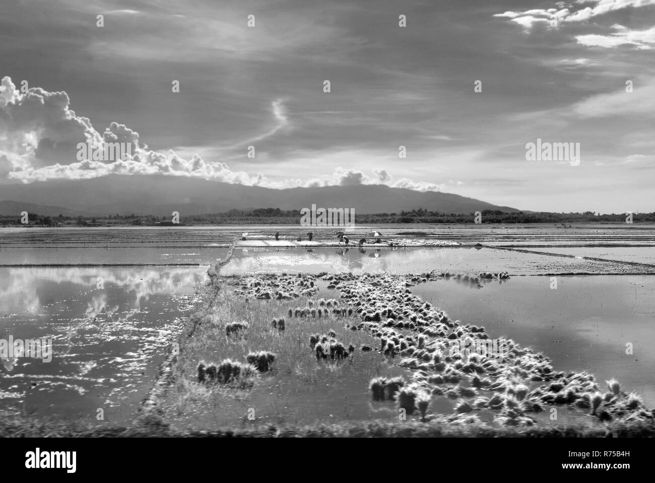 Philippines mindoro rice field Black and White Stock Photos & Images ...