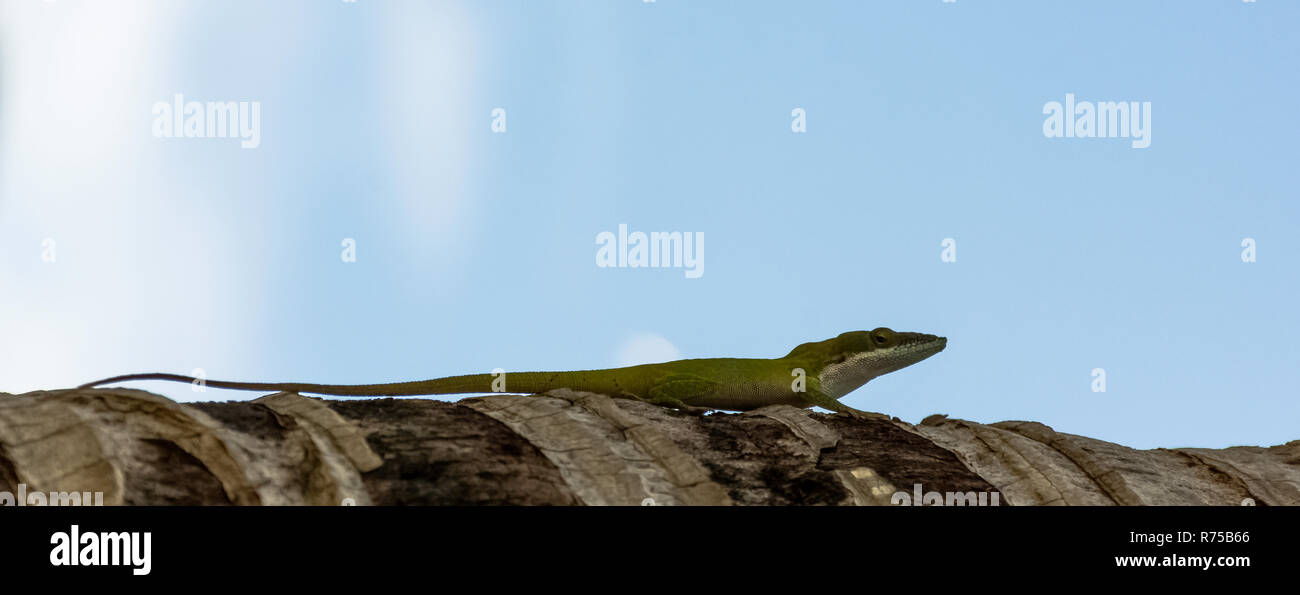 Cuban female lizard Allison's Anole (Anolis allisoni), also known as ...