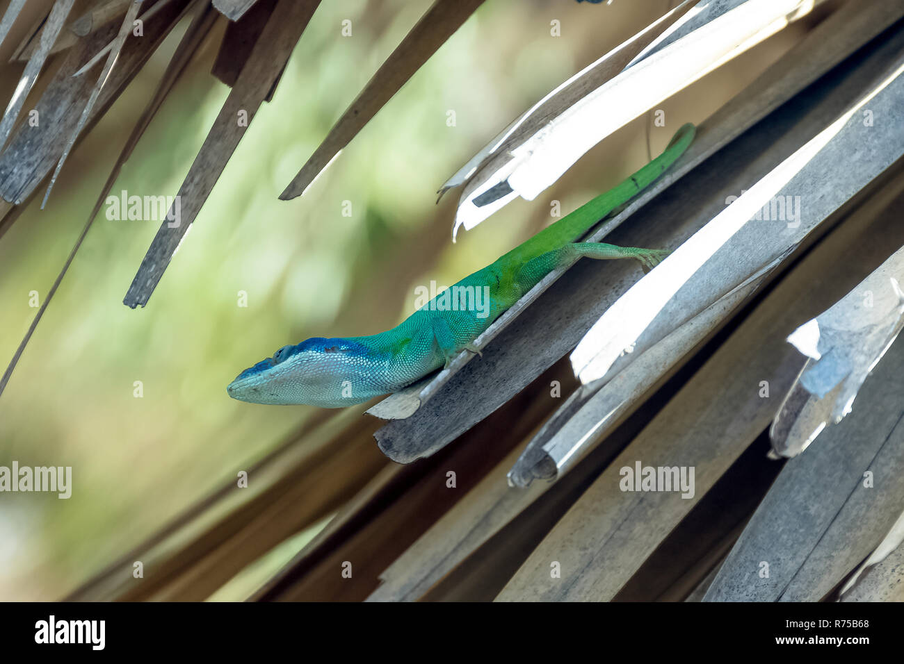 Cuban male lizard Allison's Anole (Anolis allisoni), also known as the ...