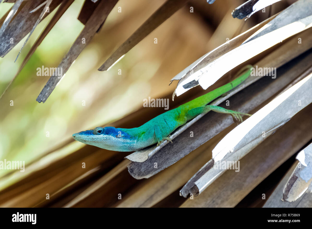 Cuban male lizard Allison's Anole (Anolis allisoni), also known as the ...