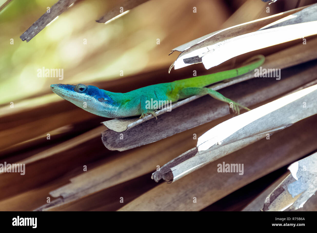 Cuban male lizard Allison's Anole (Anolis allisoni), also known as the ...