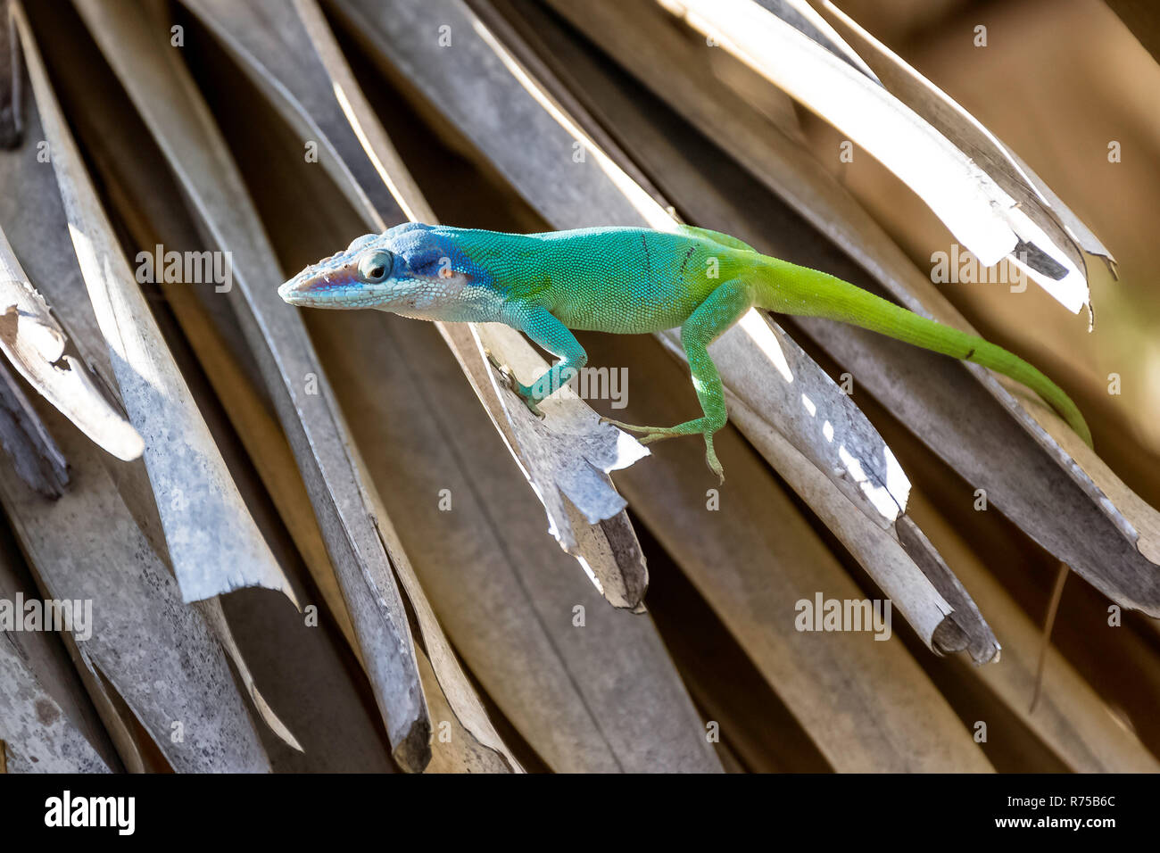 Cuban male lizard Allison's Anole (Anolis allisoni), also known as the ...