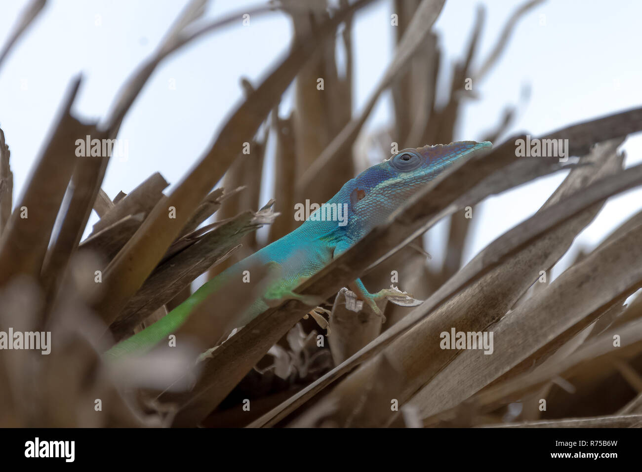 Cuban male lizard Allison's Anole (Anolis allisoni), also known as the ...