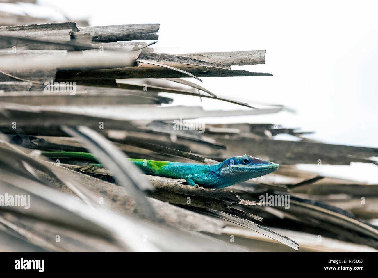 Cuban male lizard Allison's Anole (Anolis allisoni), also known as the ...
