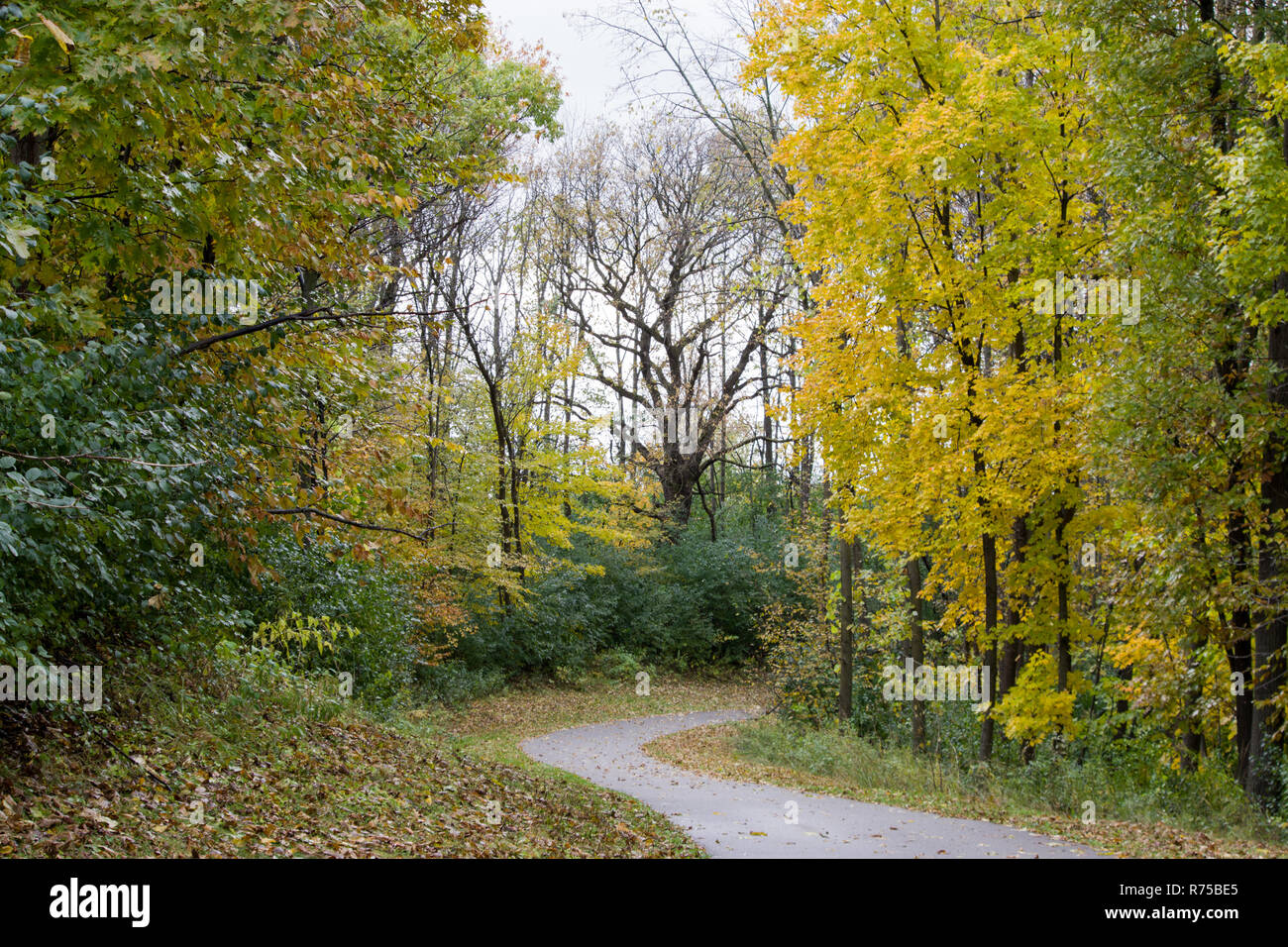 Early Autumn in a Minnesota Park, leaves starting to change color Stock ...