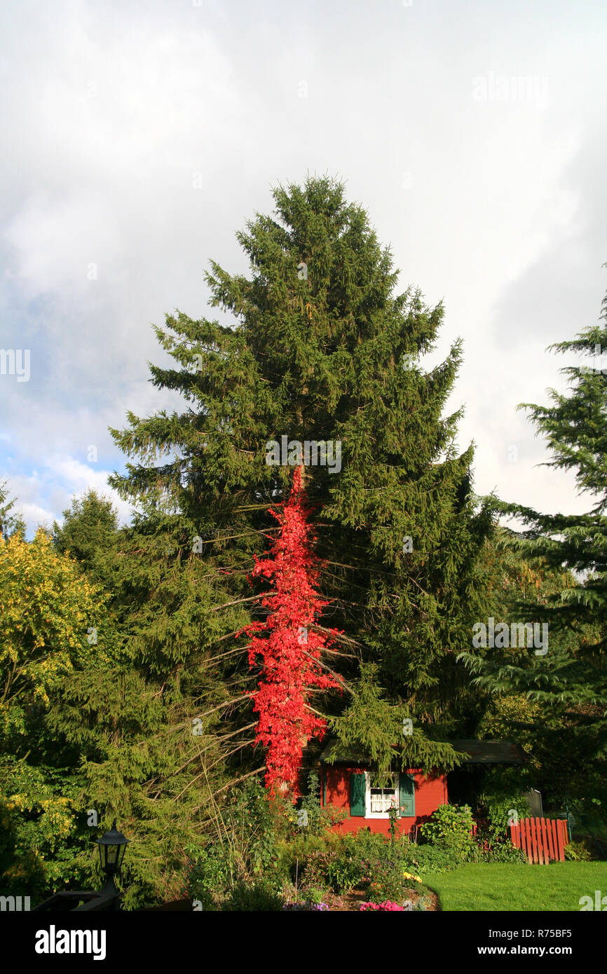 Twiners hi-res stock photography and images - Alamy