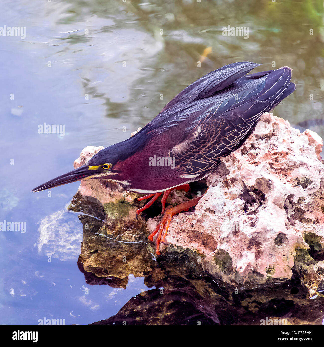 Hunting green heron (Butorides virescens) - Peninsula de Zapata ...