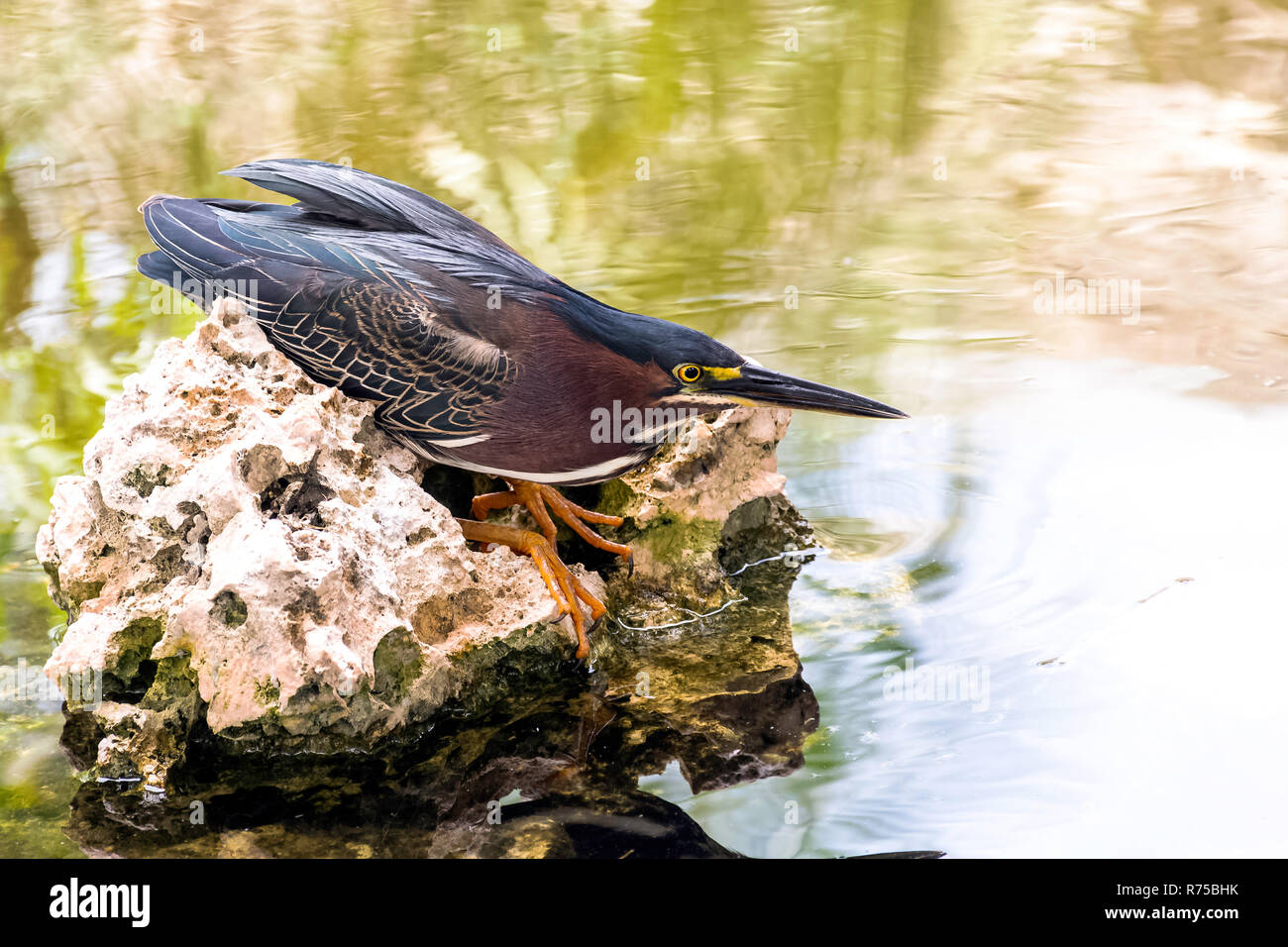 Hunting green heron (Butorides virescens) - Peninsula de Zapata ...
