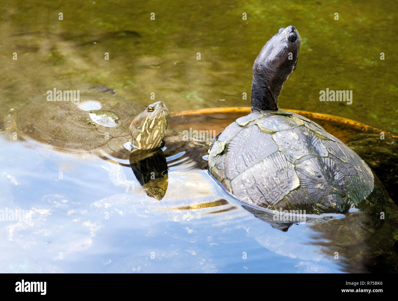 Trachemys decussata hi-res stock photography and images - Alamy
