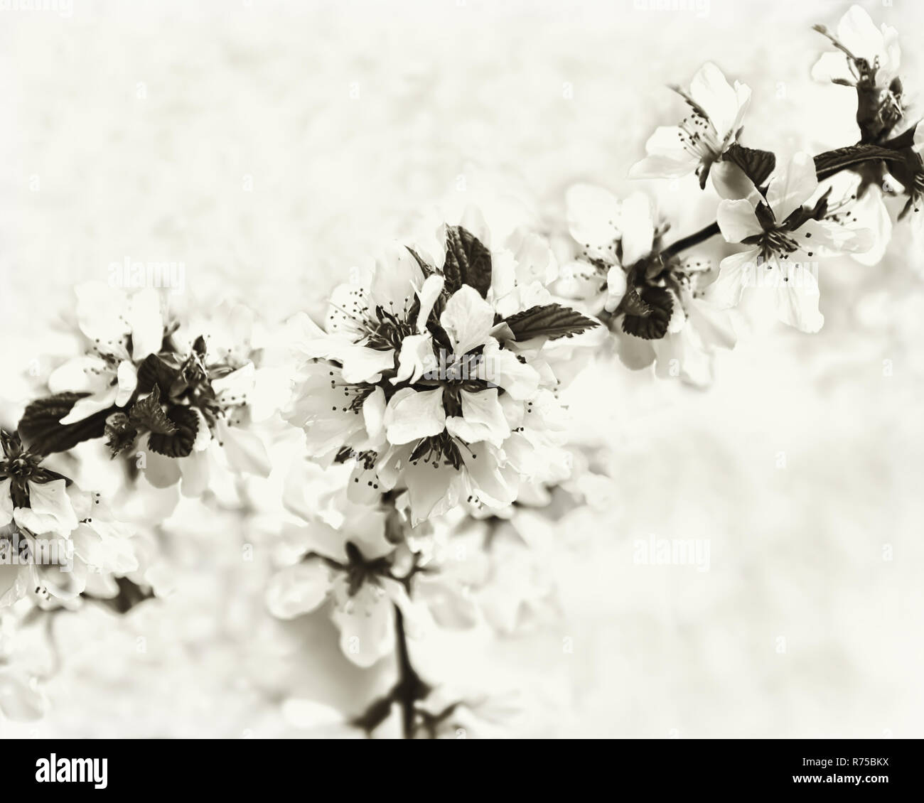 Vintage Monochrome Spring Floral Background Stock Photo - Alamy
