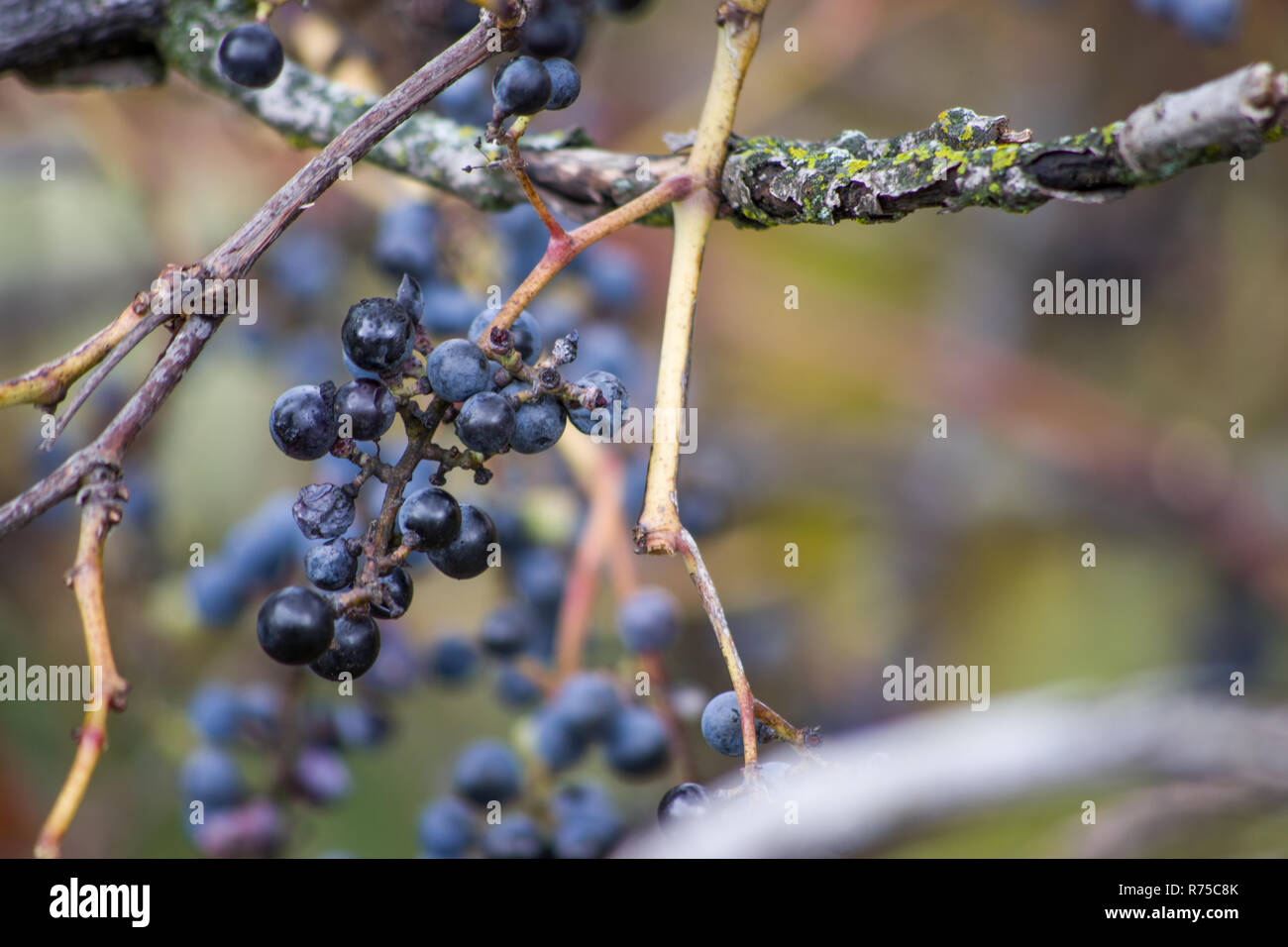 Vitis riparia hi-res stock photography and images - Alamy