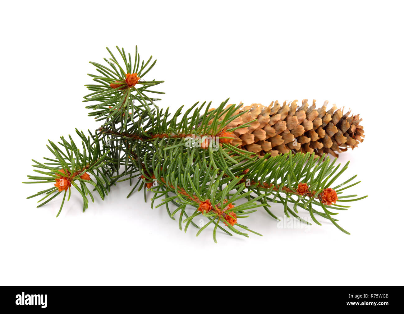 Spruce twig isolated Stock Photo - Alamy