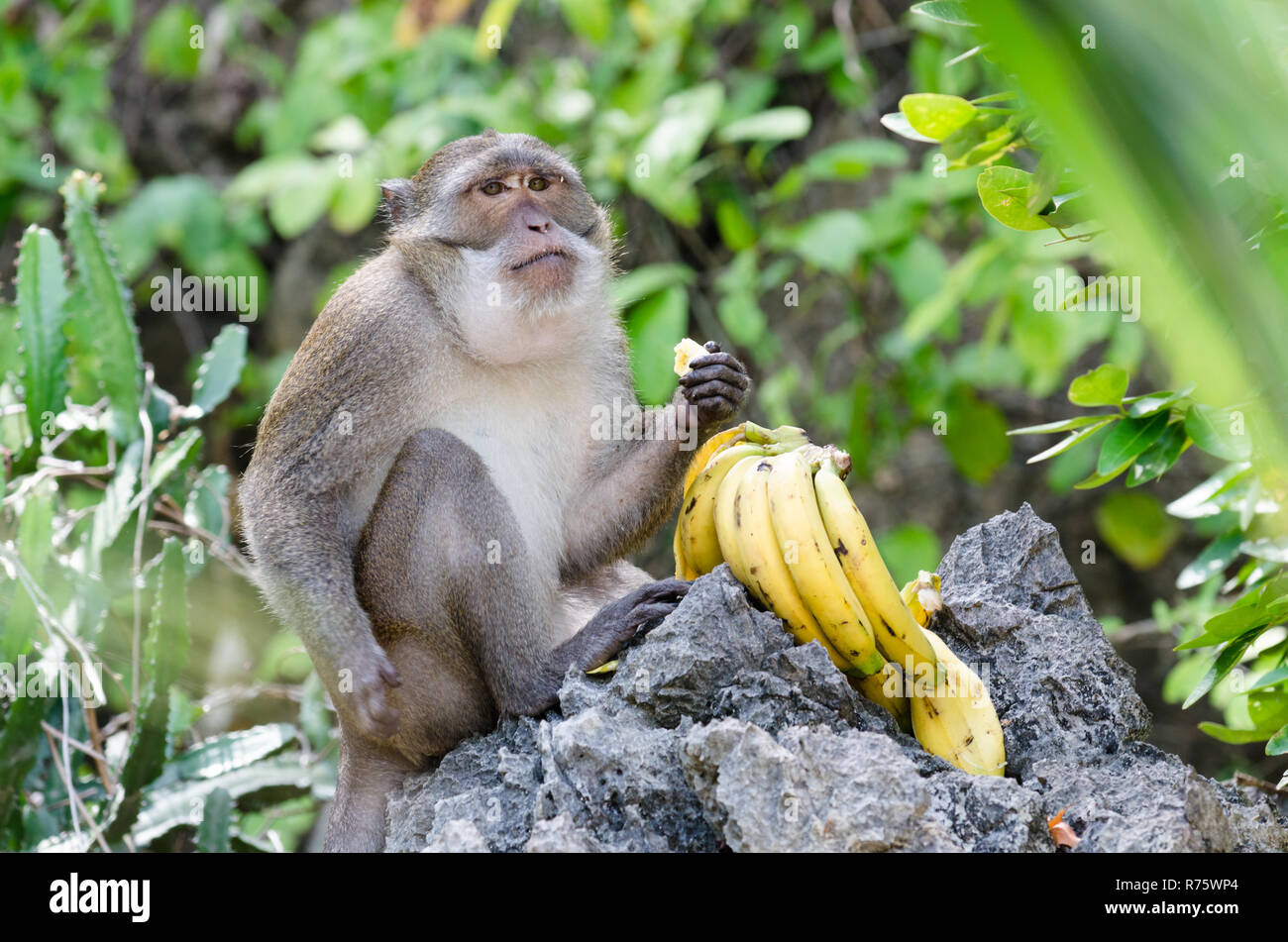 Crab-eating or long-tailed macaque (Macaca fascicularis) eating bananas ...