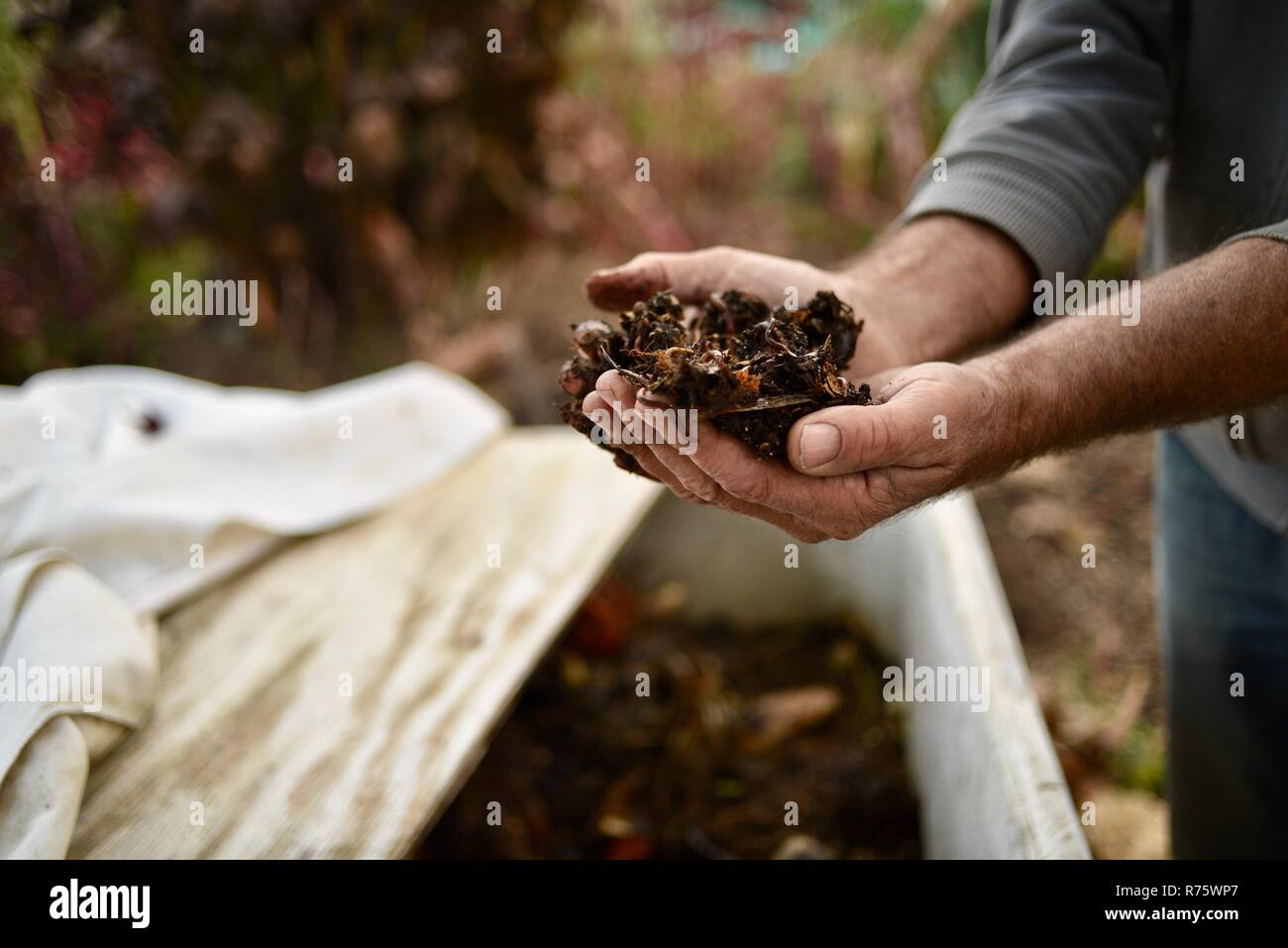 Bacterial decomposition hi-res stock photography and images - Alamy