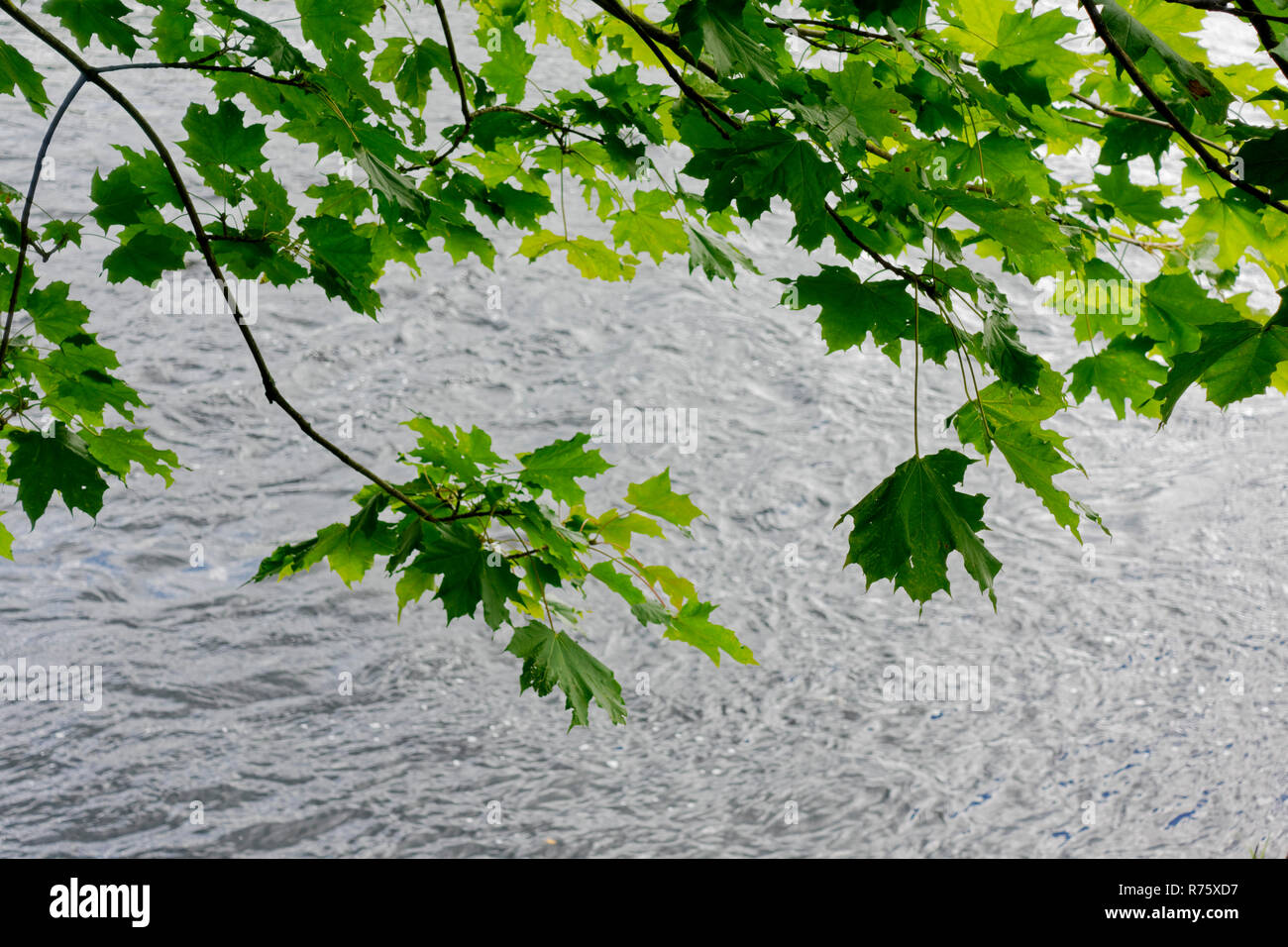Branch of tree with green leaves above river Stock Photo - Alamy