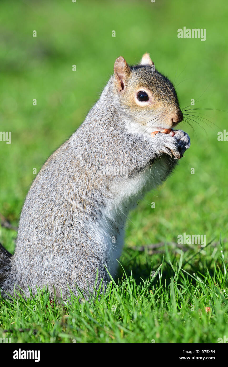 Grey squirrel standing up eating hi-res stock photography and images ...