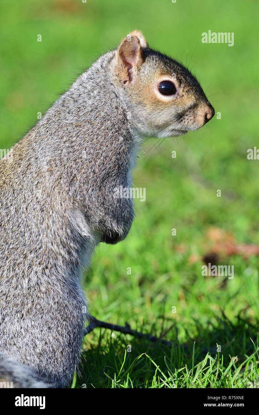 portrait of a grey squirrel standing up Stock Photo - Alamy
