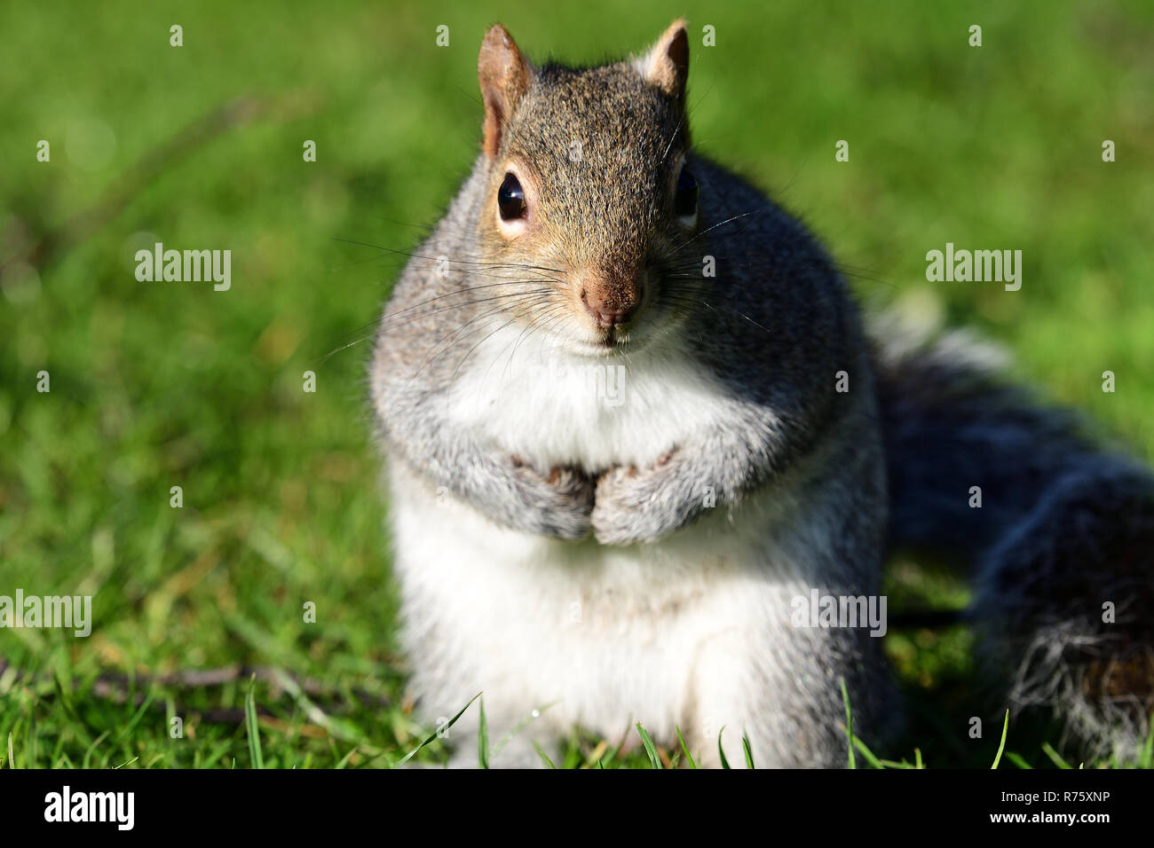 Portrait of a grey squirrel standing up Stock Photo - Alamy