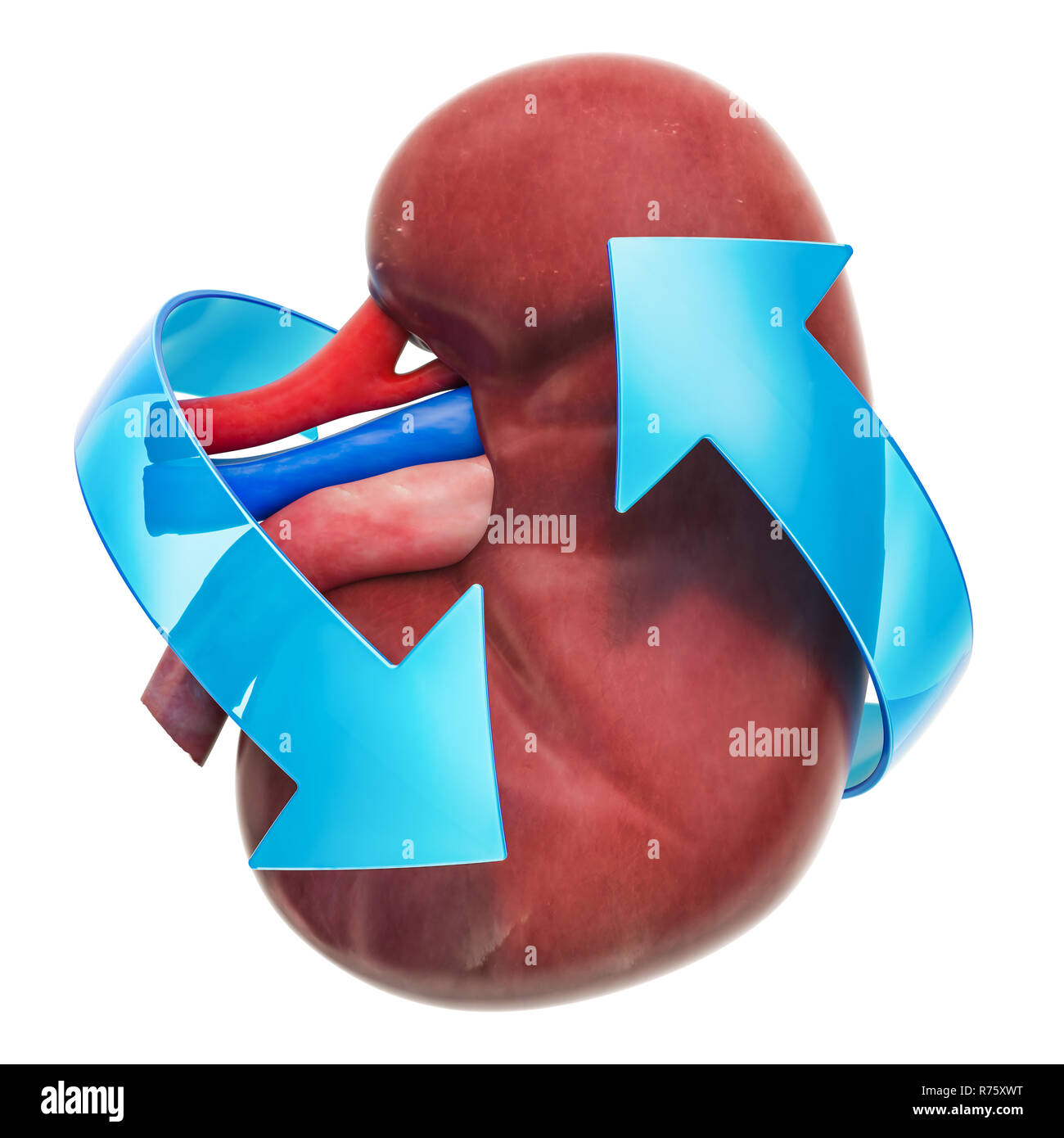 Human kidney hi-res stock photography and images - Alamy