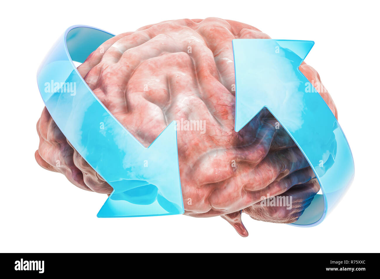 Human brain with arrows. Treatment and recovery concept. 3D rendering ...