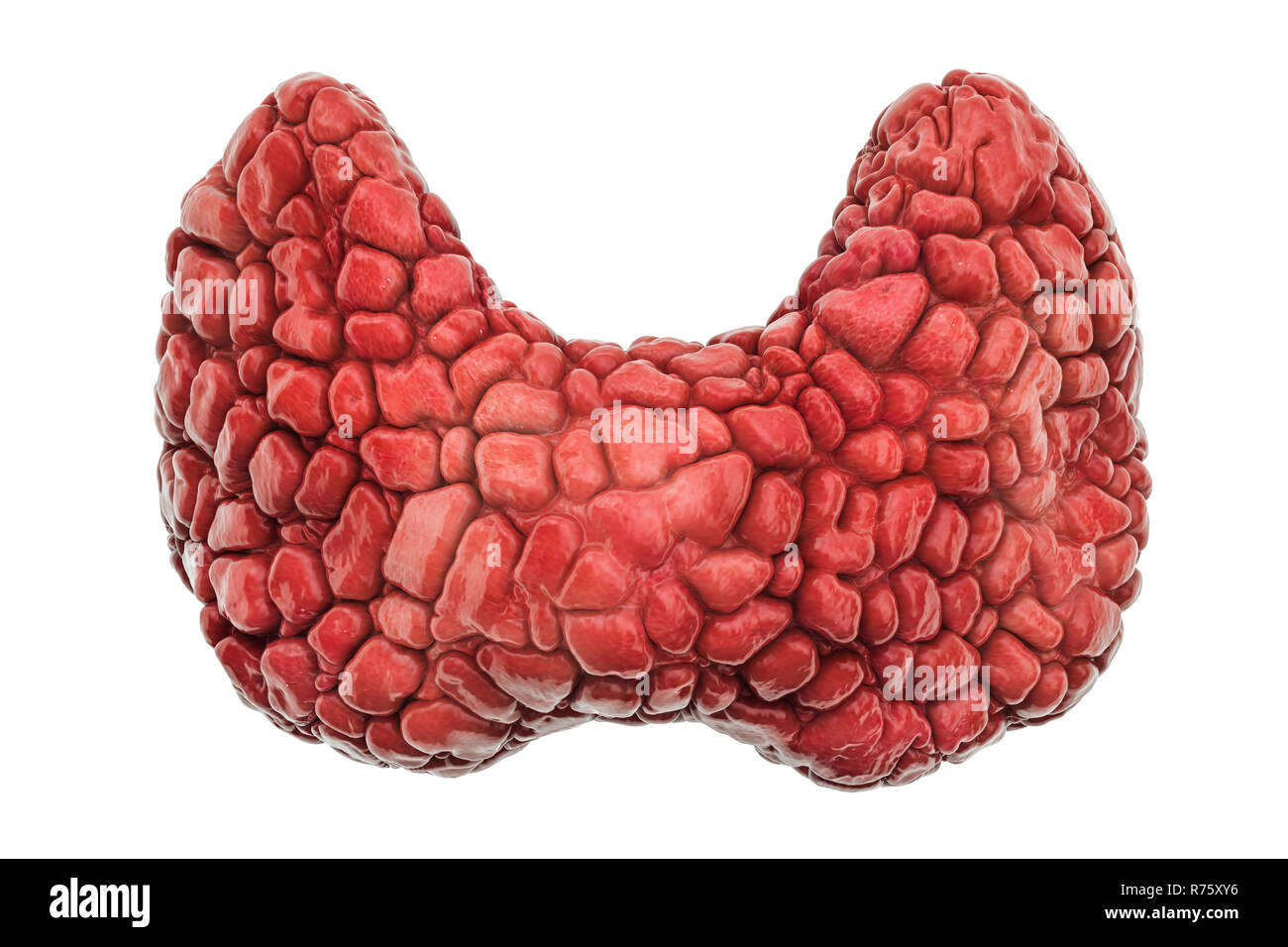 Parathyroid Gland Stock Photos & Parathyroid Gland Stock Images - Alamy