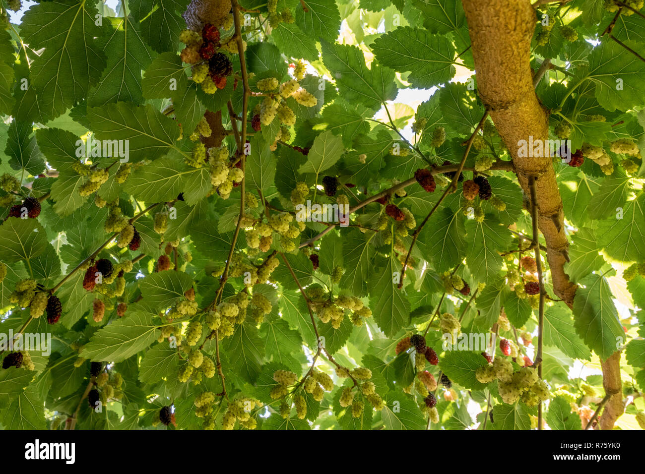 Silkworm tree hi-res stock photography and images - Alamy
