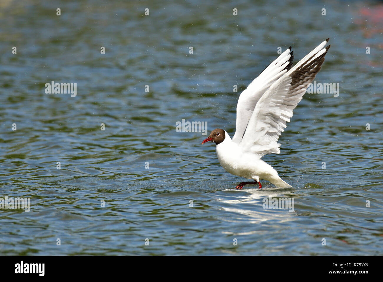 Movement of birds hi-res stock photography and images - Alamy