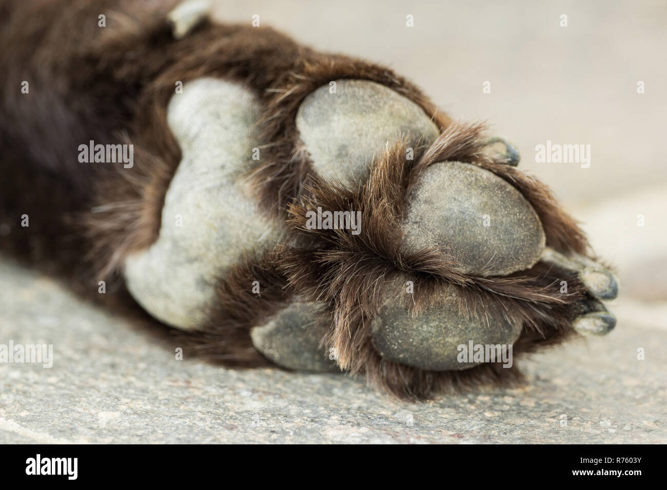 Paw of an old brown Labrador Retriever Stock Photo - Alamy