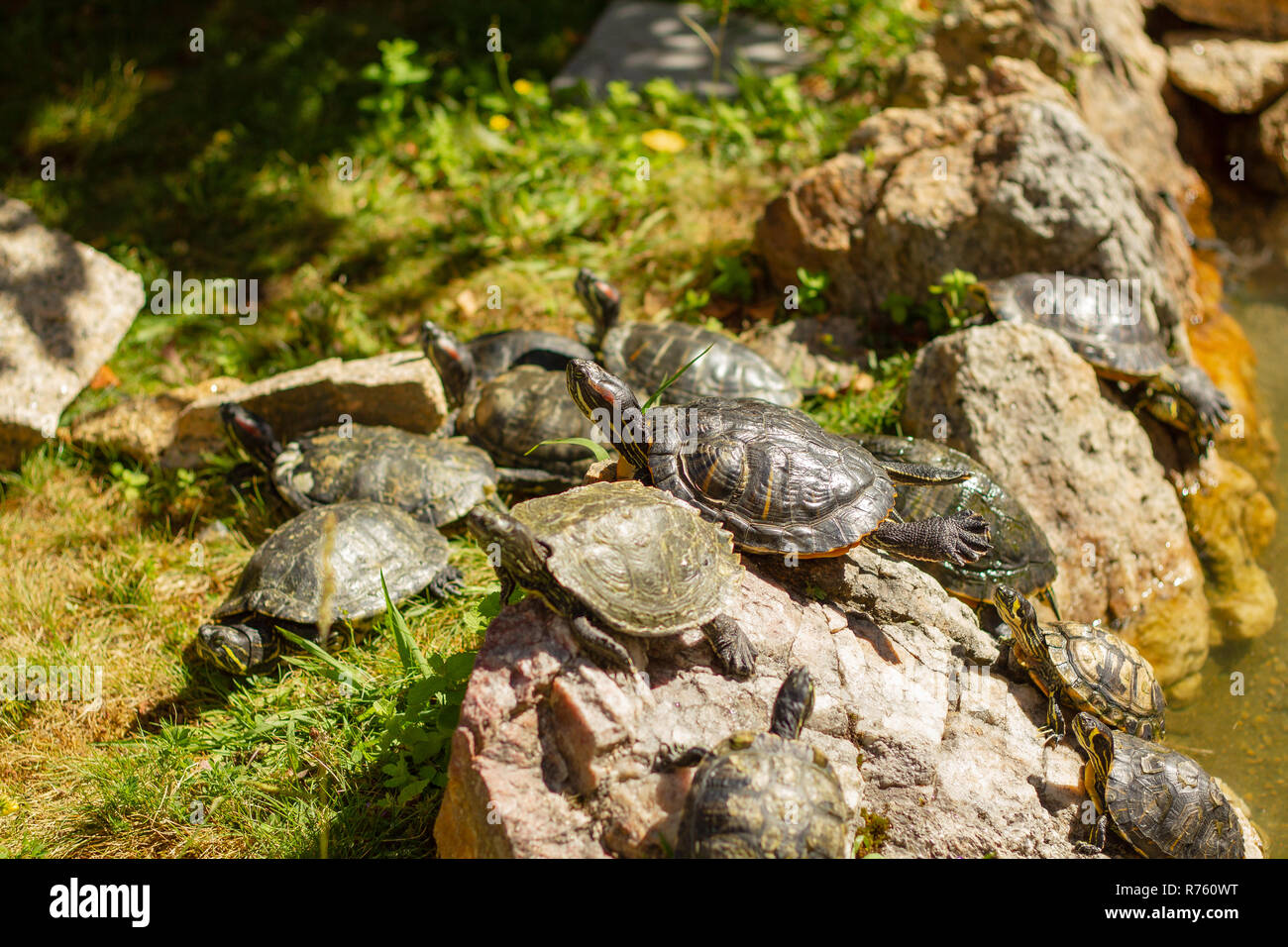 Turtles sunbathe in a pond Stock Photo - Alamy