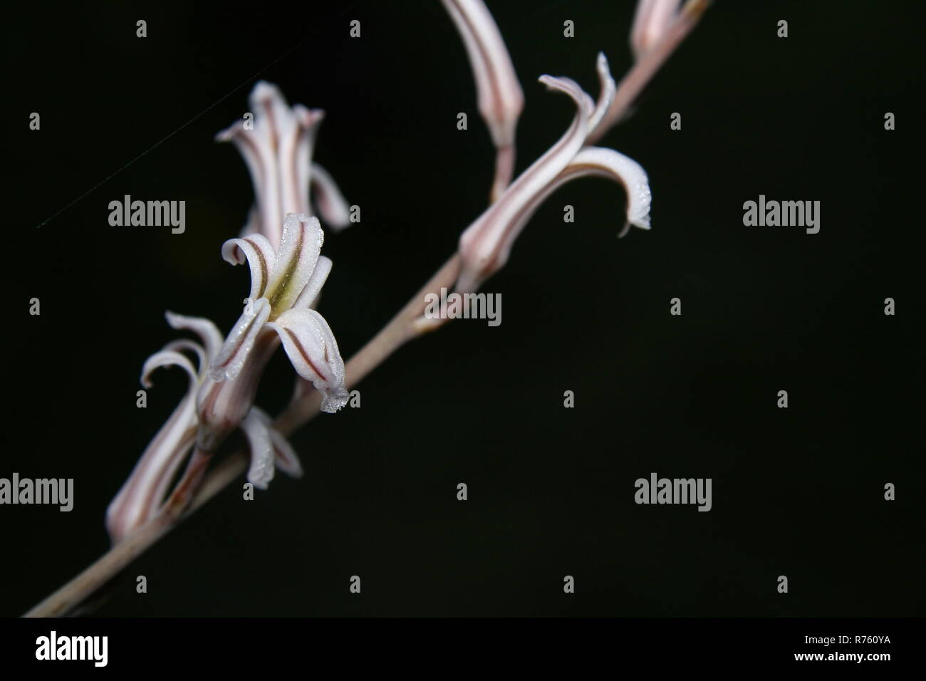 Flower of a Zebra Cactus - 'Haworthia fasciata' Stock Photo - Alamy