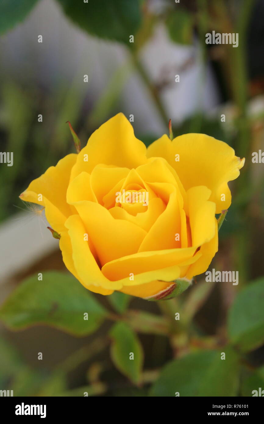 Rose flower yellow hi-res stock photography and images - Alamy