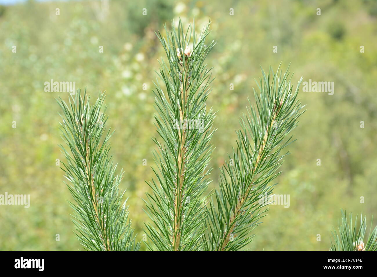 Kanjon Uvca Jelka Stock Photo - Alamy