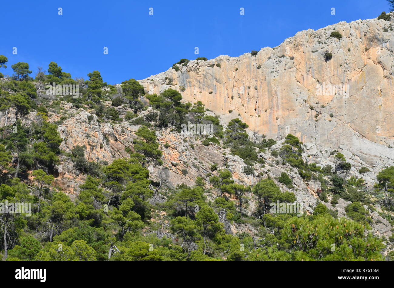 Aleppo pine Pinus halepensis forests in Sierra Espuña massif, Murcia ...